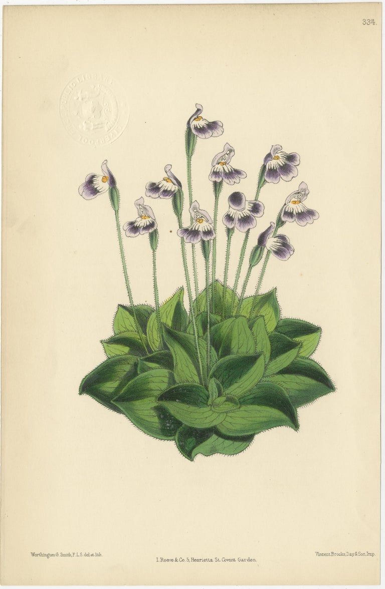 Set of 6 Antique Botany Prints, Purple, by Brooks 'c.1870' For Sale at ...
