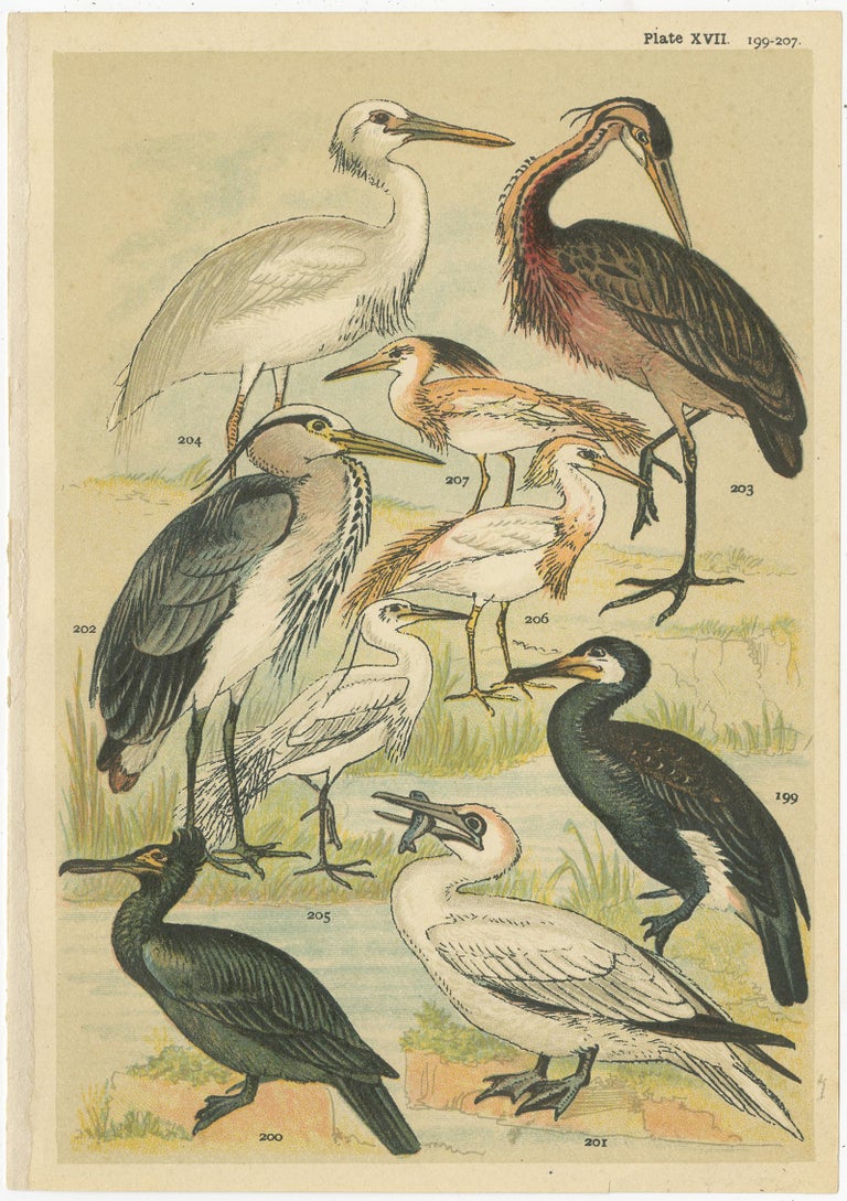 Set of 6 Antique Prints of various Waterfowl and Wading Birds by Gordon ...