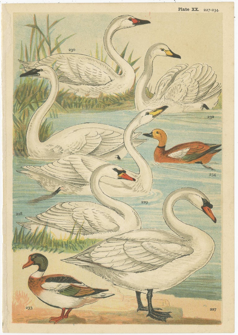 Set of 6 Antique Prints of various Waterfowl and Wading Birds by Gordon ...