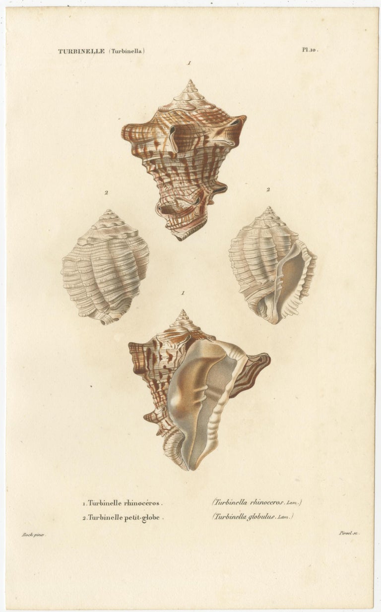 Set of 6 Antique Turbinella Shell Prints by Kiener, circa 1840 at 1stDibs