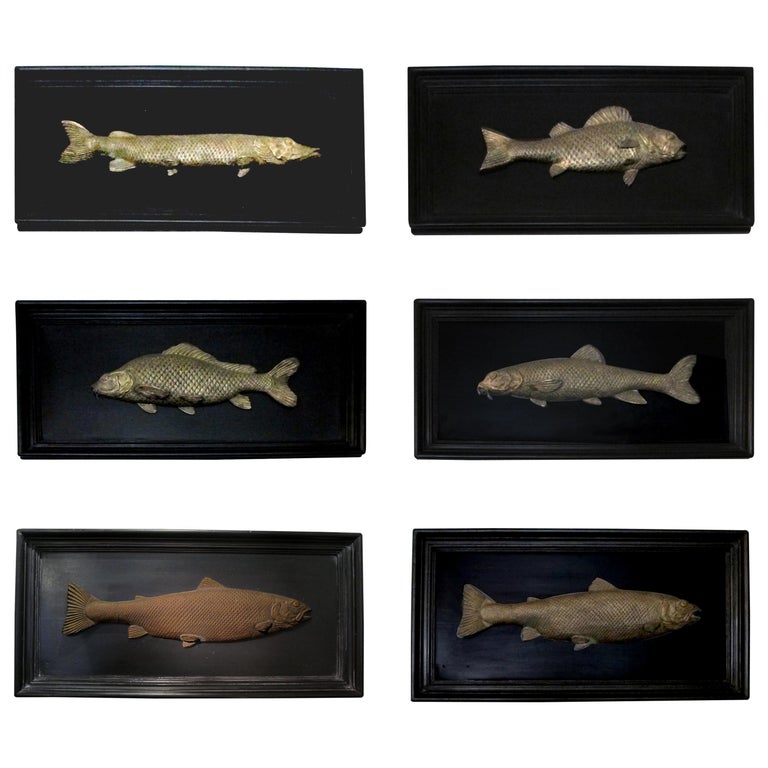Set of 6 Early 20th Century Bronze Freshwater Fish Mounted on a Black ...