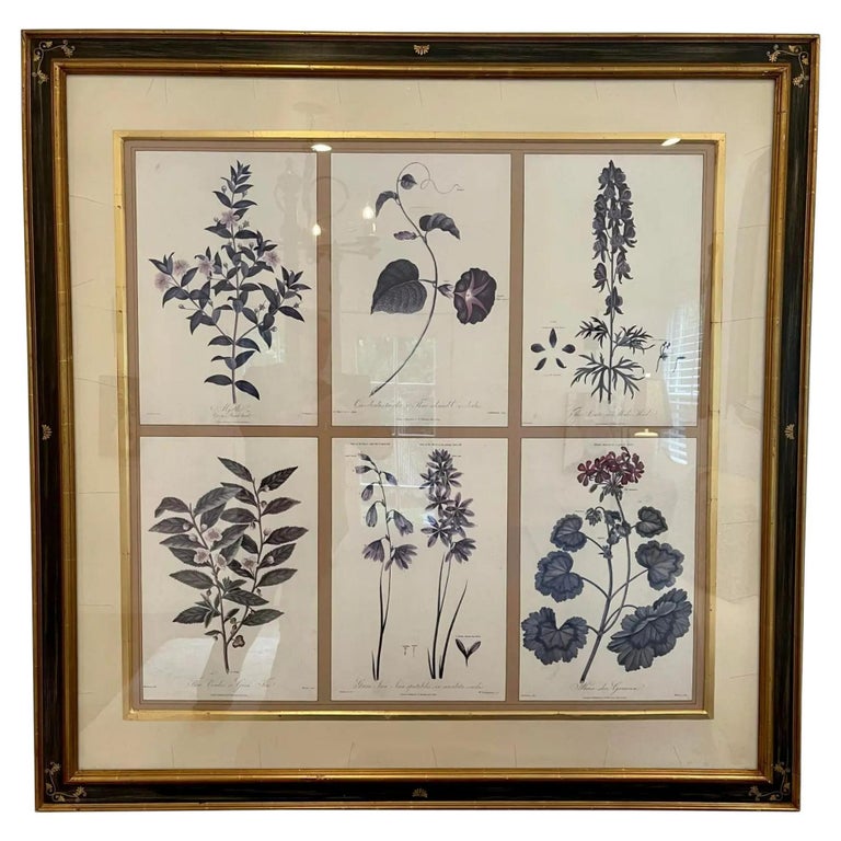 Set of 6 Guy Chaddock Home Botanical Prints in Black and Gold ...