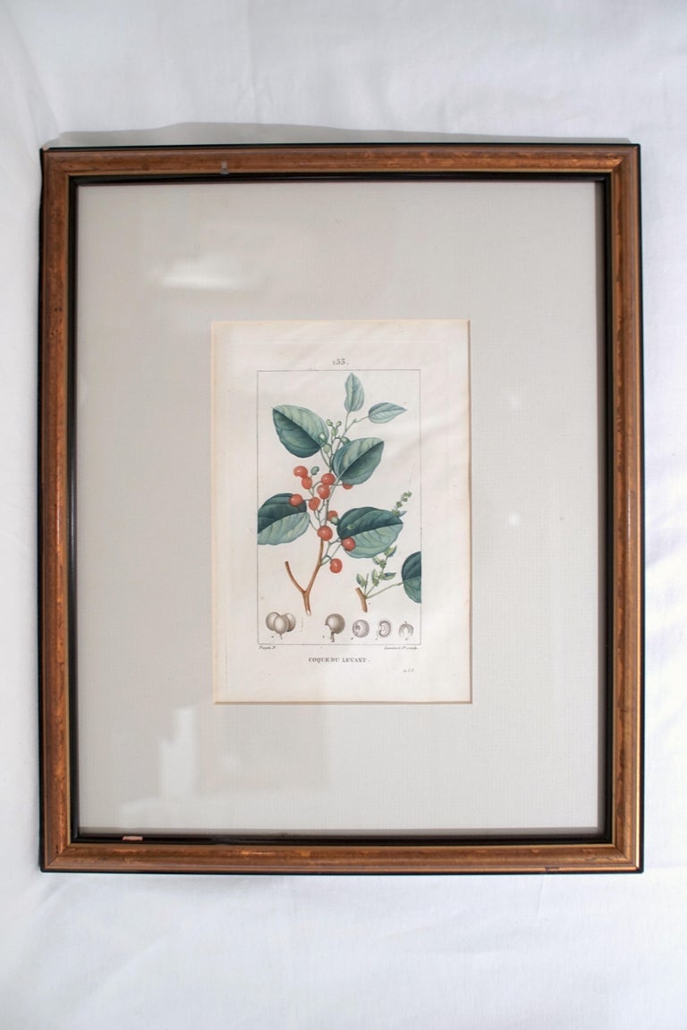 Set of 6 Hand Colored Botanical Etchings at 1stDibs