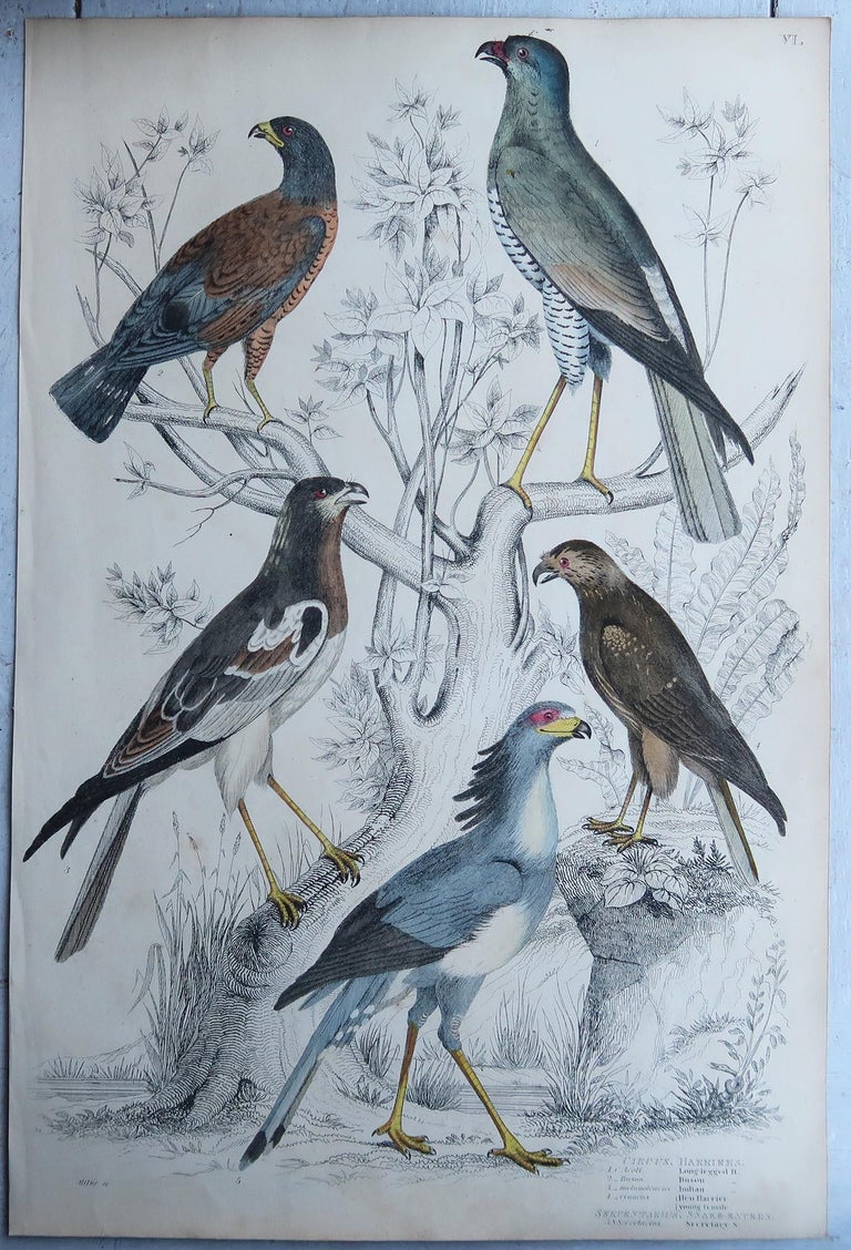 Set of 6 Large Original Antique Prints of Birds of Prey, C.1835 For ...
