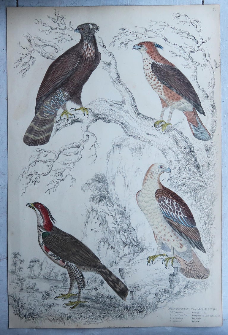 Set of 6 Large Original Antique Prints of Birds of Prey, C.1835 For ...
