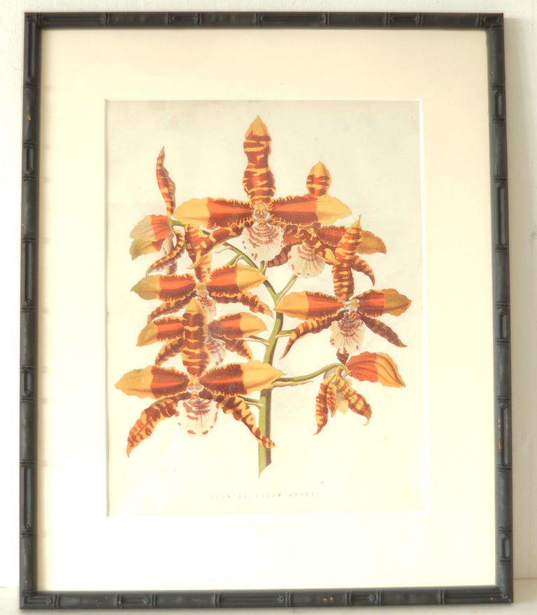 Set of 6 Antique Large Scale Botanical Prints in Faux Bamboo Frames ...