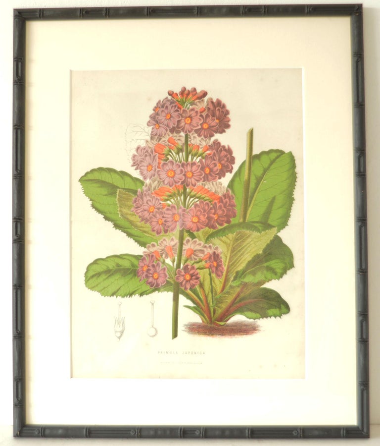 Set of 6 Antique Large Scale Botanical Prints in Faux Bamboo Frames ...