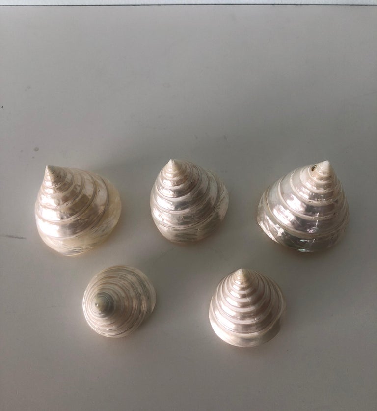 Set of '6' Pearly Cone Shape Spiral Seashells For Sale at 1stDibs