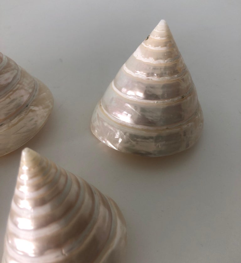 Set of '6' Pearly Cone Shape Spiral Seashells For Sale at 1stDibs
