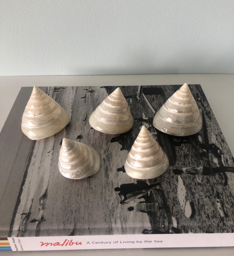 Set of '6' Pearly Cone Shape Spiral Seashells For Sale at 1stDibs
