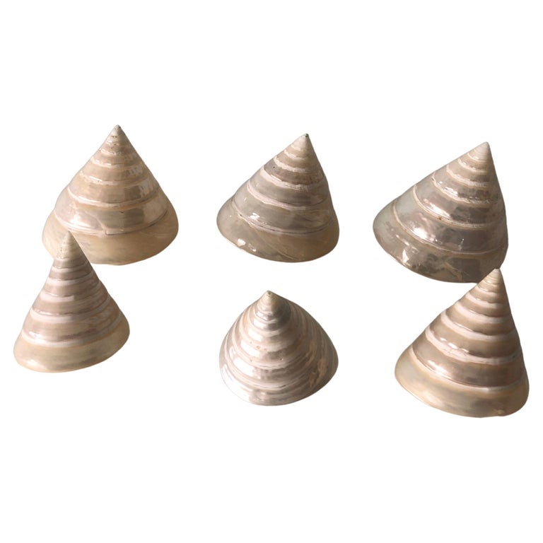 Set of '6' Pearly Cone Shape Spiral Seashells For Sale at 1stDibs