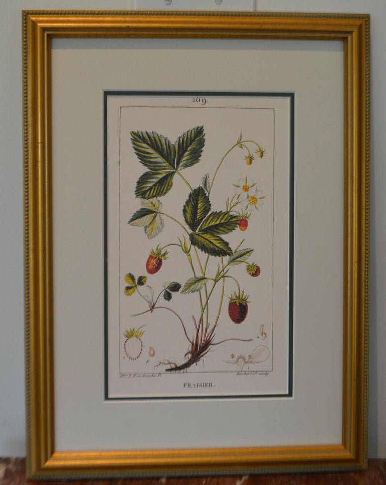 Set of 8 Botanical Prints, Gold Frame at 1stDibs