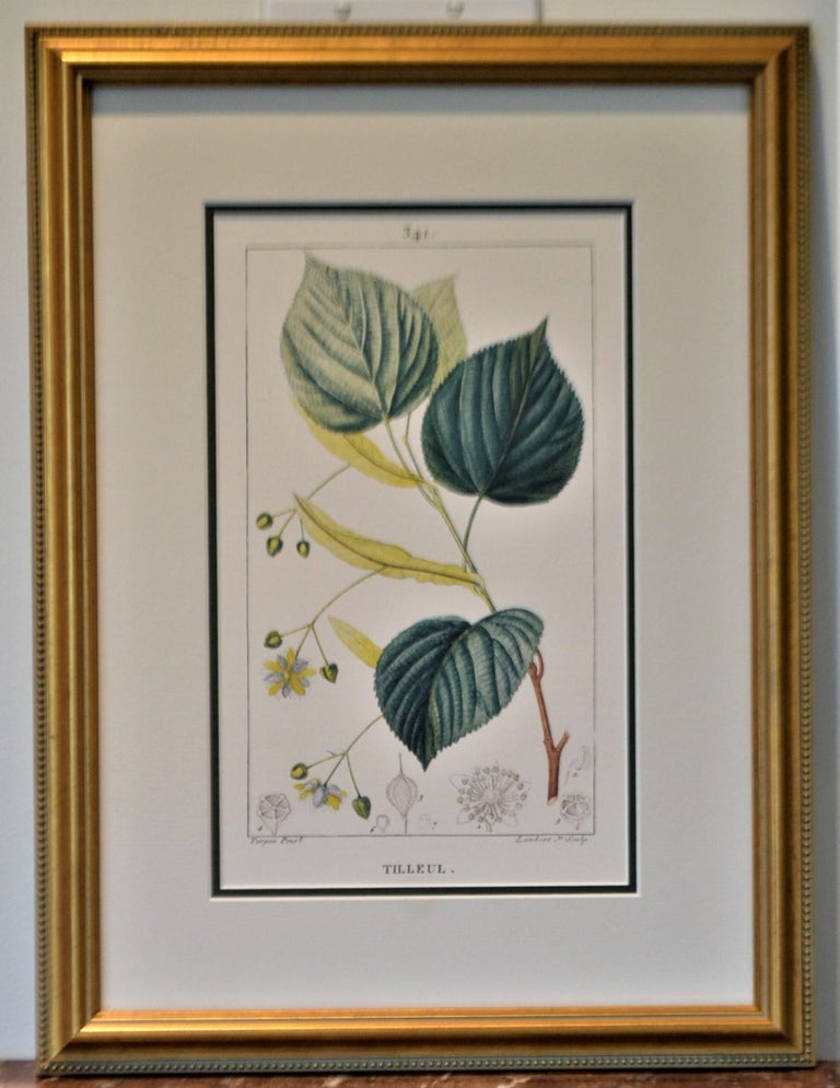 Set of 8 Botanical Prints, Gold Frame at 1stDibs