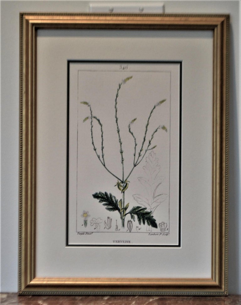 Set of 8 Botanical Prints, Gold Frame at 1stDibs