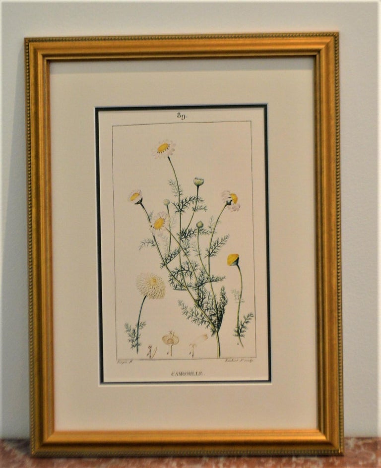 Set of 8 Botanical Prints, Gold Frame at 1stDibs