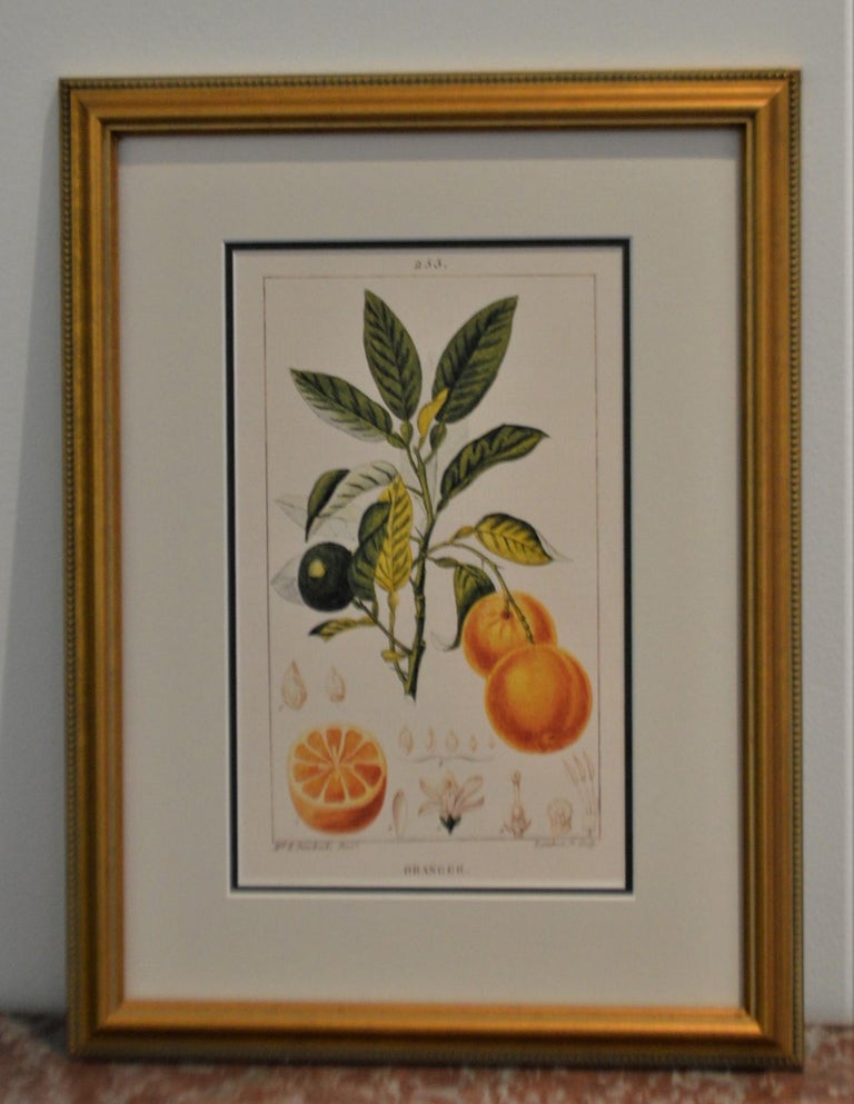 Set of 8 Botanical Prints, Gold Frame at 1stDibs