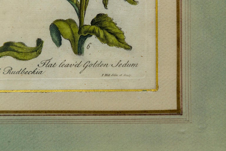 Set of 8 Hand Colored Floral Engravings at 1stDibs