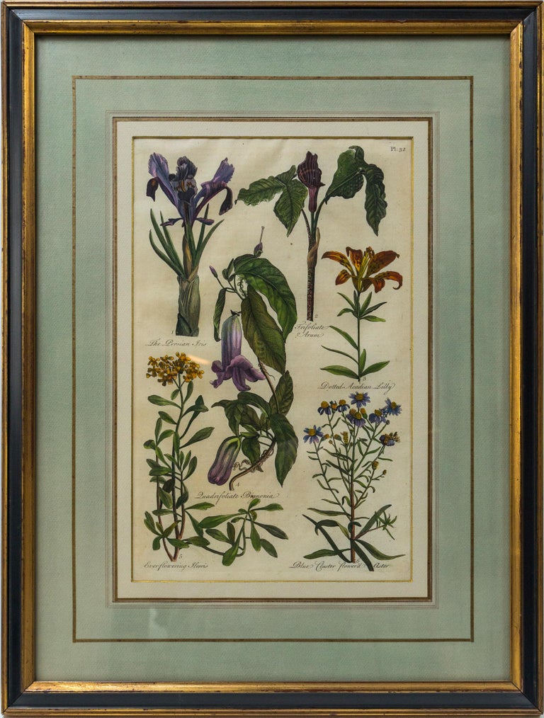 Set of 8 Hand Colored Floral Engravings at 1stDibs