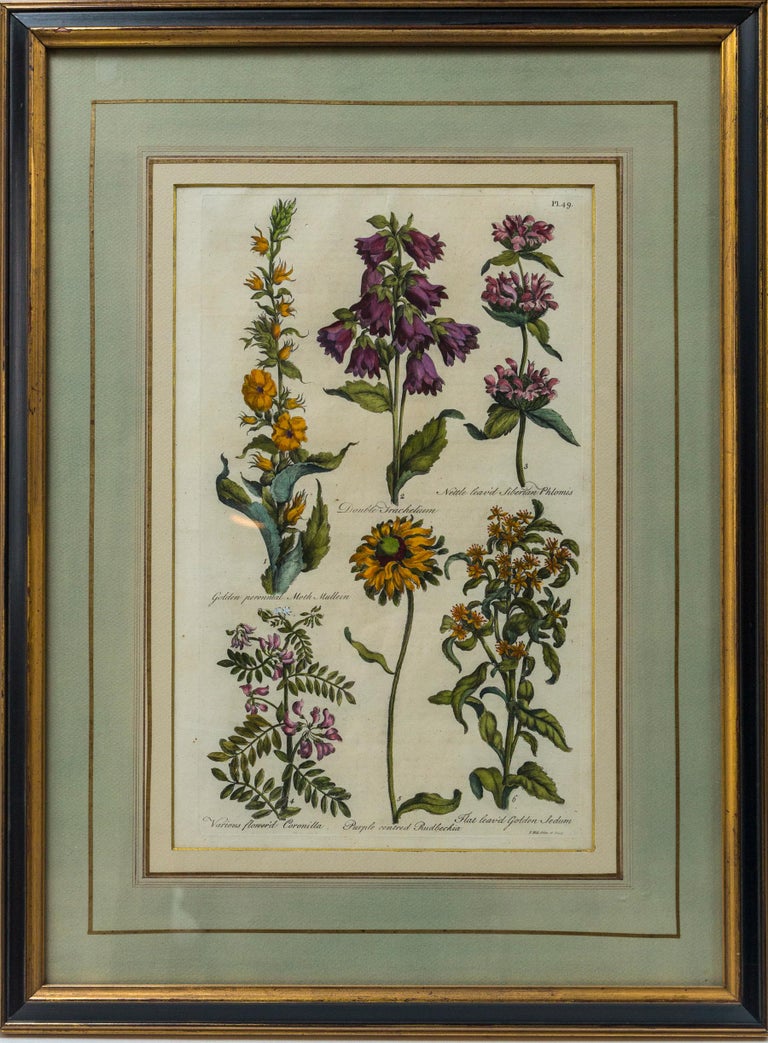 Set of 8 Hand Colored Floral Engravings at 1stDibs