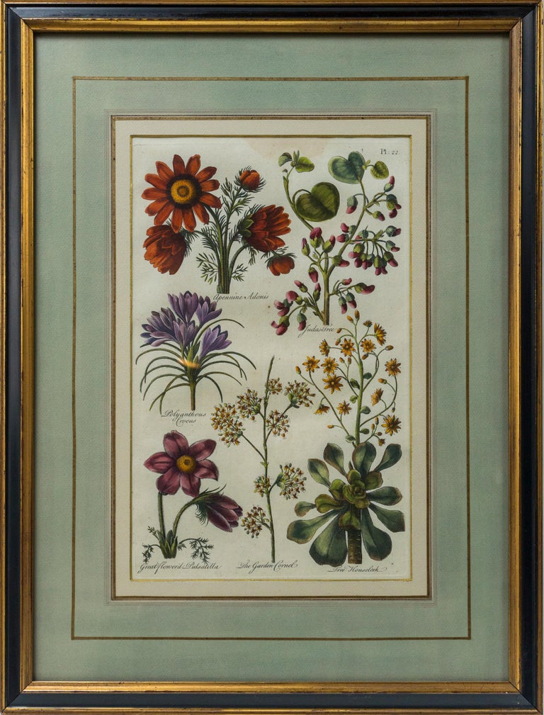 Set of 8 Hand Colored Floral Engravings at 1stDibs
