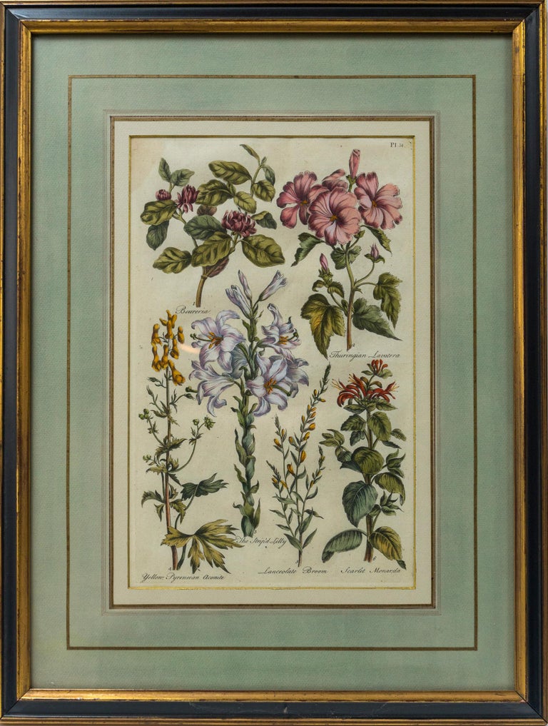 Set of 8 Hand Colored Floral Engravings at 1stDibs