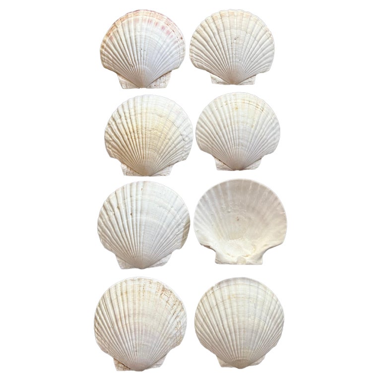 Set of 8 Scallop Shell Plates For Sale at 1stDibs