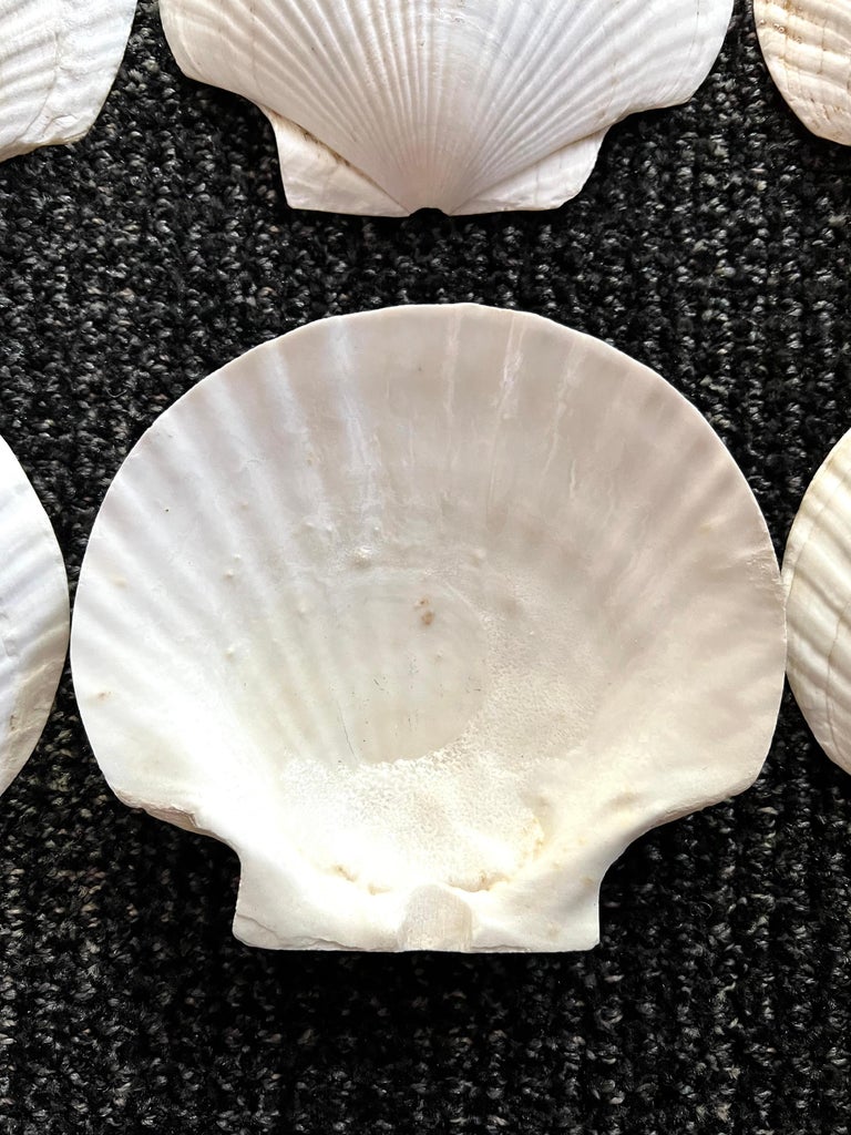 Set of 8 Scallop Shell Plates For Sale at 1stDibs