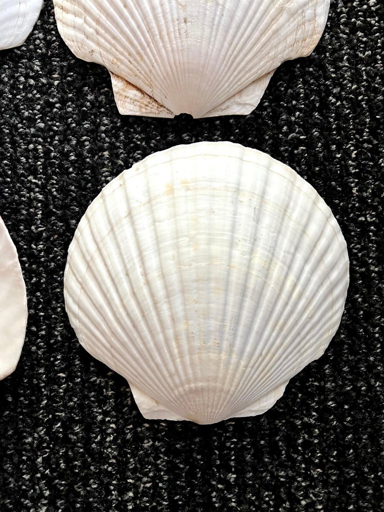 Set of 8 Scallop Shell Plates For Sale at 1stDibs