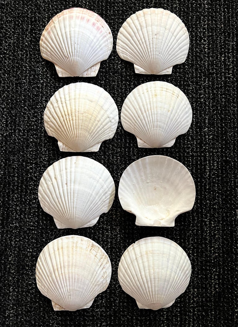 Set of 8 Scallop Shell Plates For Sale at 1stDibs