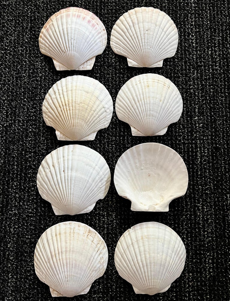 Set of 8 Scallop Shell Plates For Sale at 1stDibs