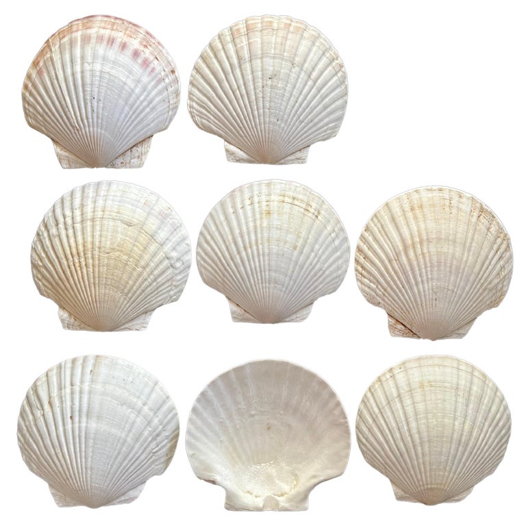 Set of 8 Scallop Shell Plates For Sale at 1stDibs