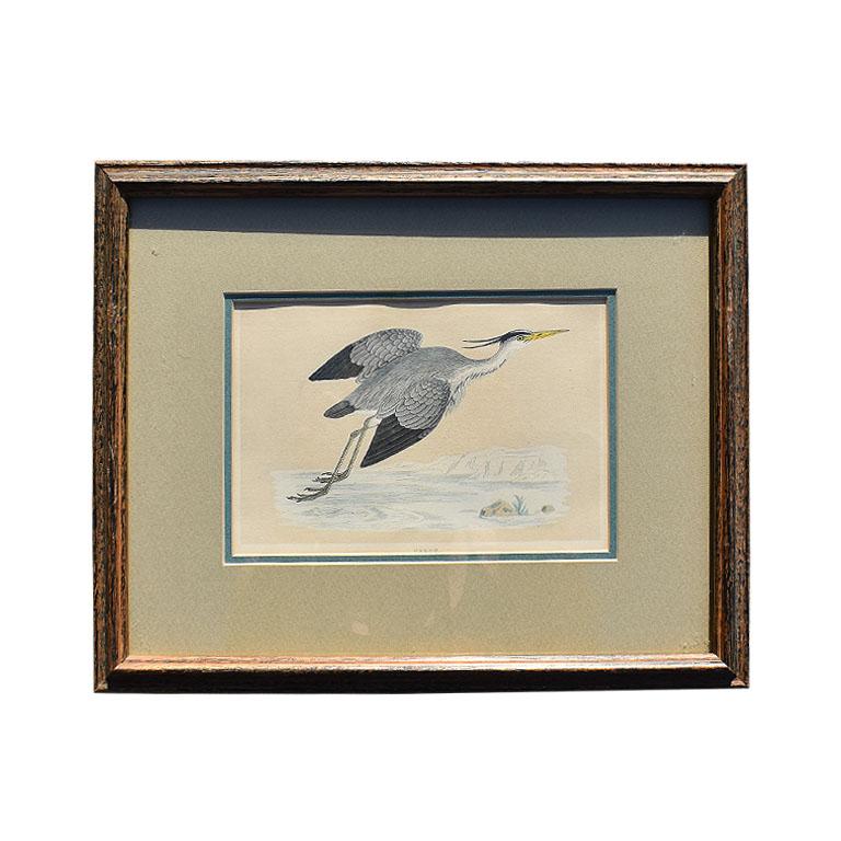 Set of 9 Framed Art Water Bird Set of Prints 1900s at 1stDibs