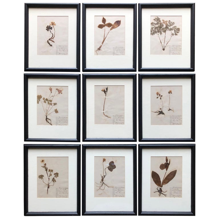 Set of 9 Pressed Botanical Specimens at 1stDibs