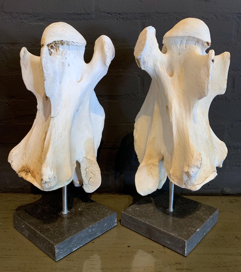 Set of Bleached Vertebrae of a Giraffe For Sale at 1stDibs