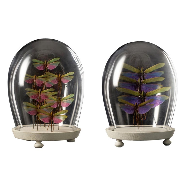 Set of Colorful Insect Compositions in Czech Mouth Blown Glass Globe ...
