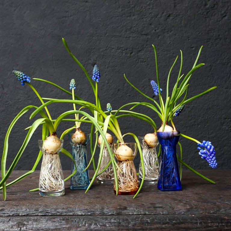 Set of Dutch 1960s Leerdam for Rimac Glass Flower Bulb Hyacinth and ...
