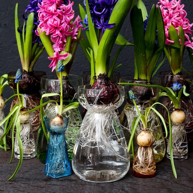 Set of Dutch 1960s Leerdam for Rimac Glass Flower Bulb Hyacinth and ...
