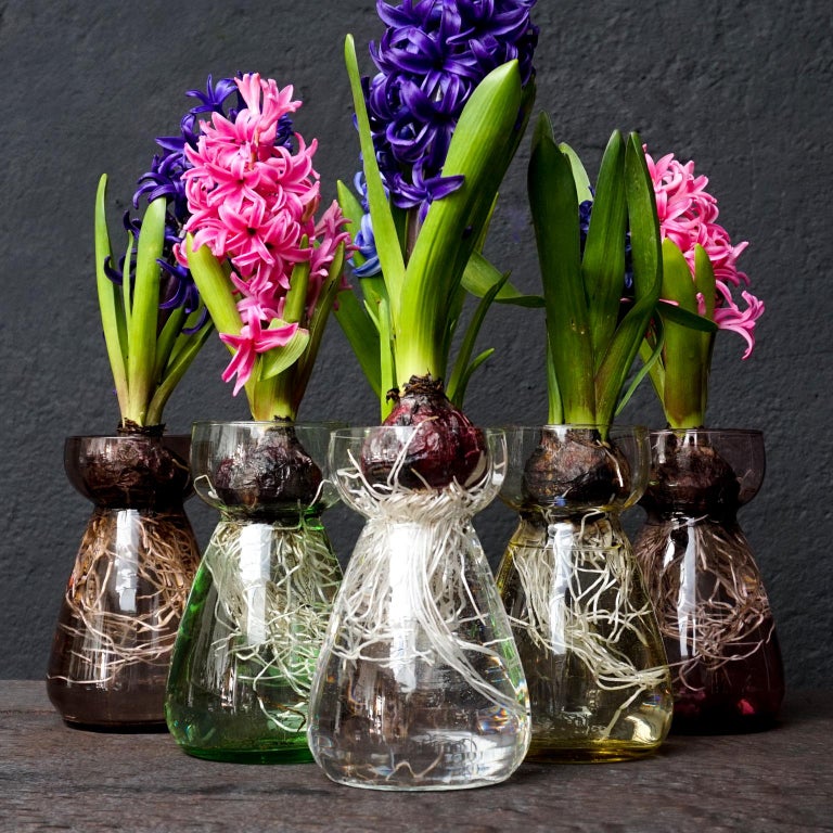 Set of Dutch 1960s Leerdam for Rimac Glass Flower Bulb Hyacinth and ...