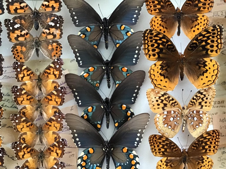 Set of Eight Shadow Boxes of Butterfly and Moth Specimens at 1stDibs