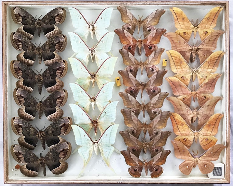 Set of Eight Shadow Boxes of Butterfly and Moth Specimens at 1stDibs