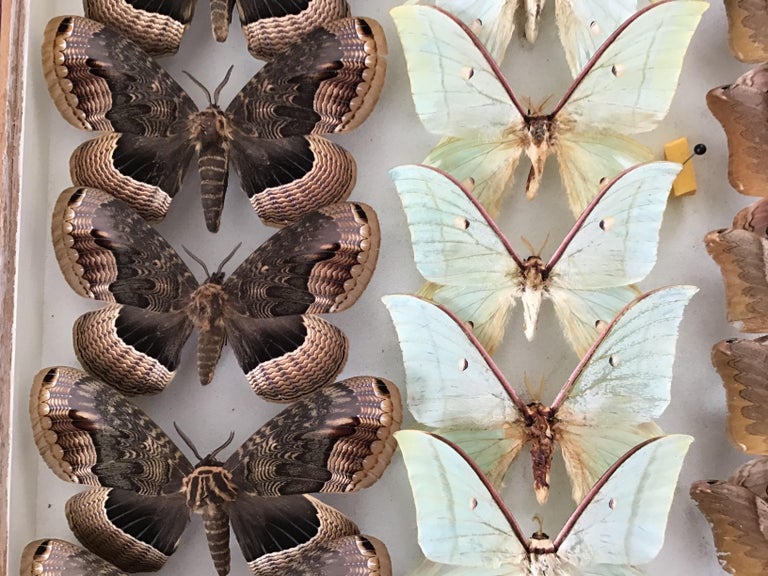 Set of Eight Shadow Boxes of Butterfly and Moth Specimens at 1stDibs