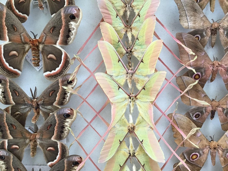 Set of Eight Shadow Boxes of Butterfly and Moth Specimens at 1stDibs