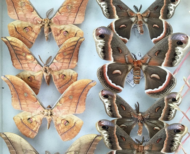 Set of Eight Shadow Boxes of Butterfly and Moth Specimens at 1stDibs