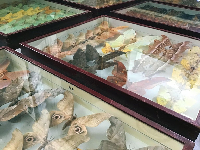 Set of Eight Shadow Boxes of Butterfly and Moth Specimens at 1stDibs