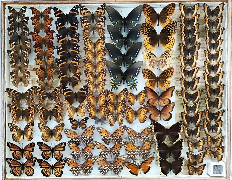 Set of Eight Shadow Boxes of Butterfly and Moth Specimens at 1stDibs