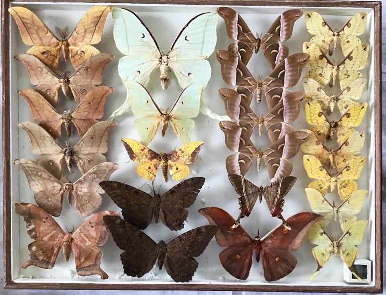 Set of Eight Shadow Boxes of Butterfly and Moth Specimens at 1stDibs