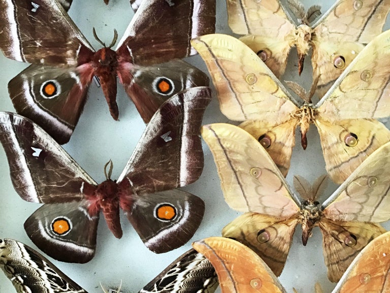 Set of Eight Shadow Boxes of Butterfly and Moth Specimens at 1stDibs