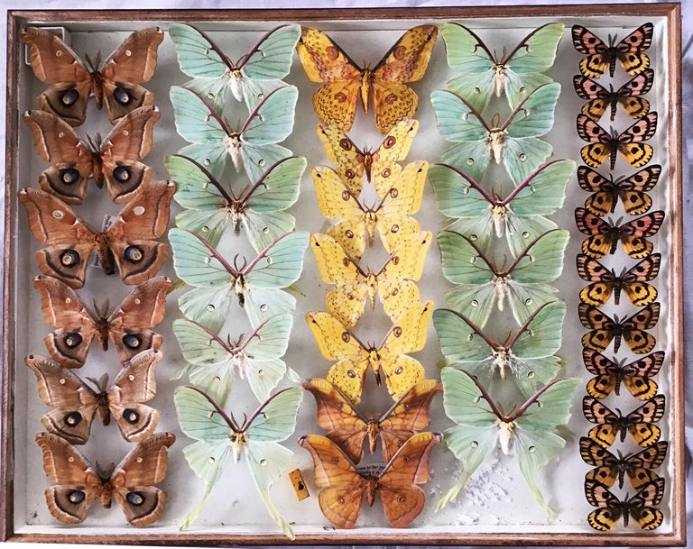 Set of Eight Shadow Boxes of Butterfly and Moth Specimens at 1stDibs