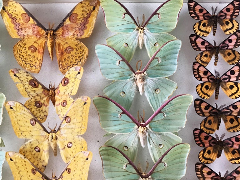 Set of Eight Shadow Boxes of Butterfly and Moth Specimens at 1stDibs