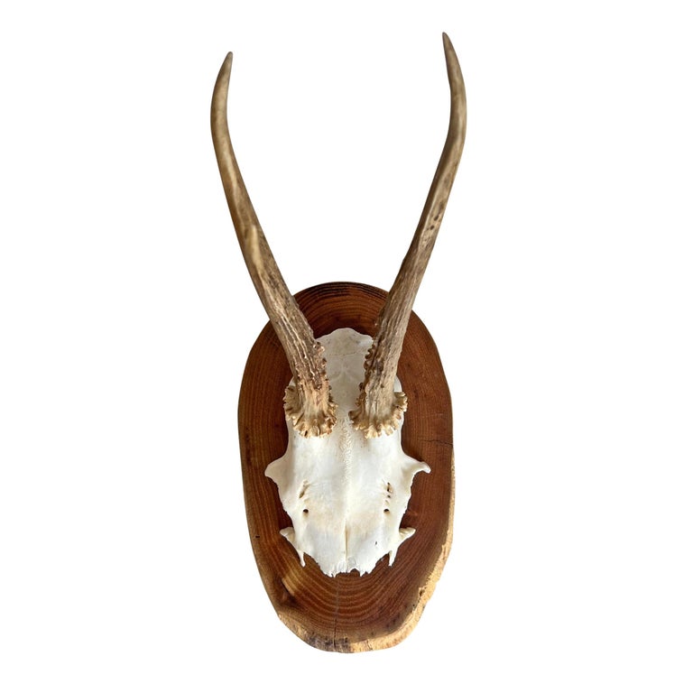 Set of Eight Vintage German Roe Deer Mounts For Sale at 1stDibs